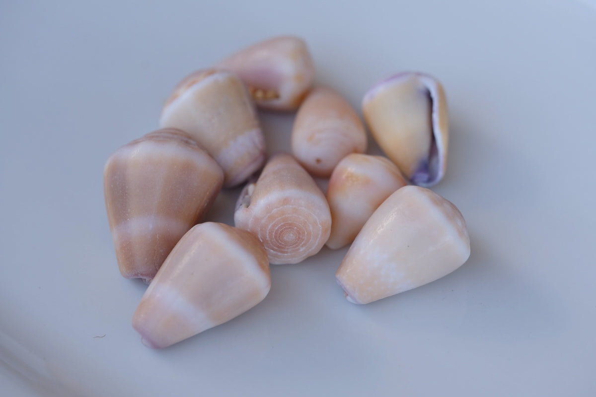 Honey cone shell Bangle – banglesbyjoii